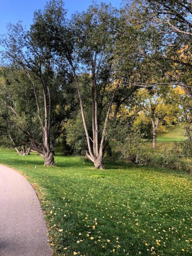 Confederation Park Calgary, Alberta - calgaryplaygroundreview.com