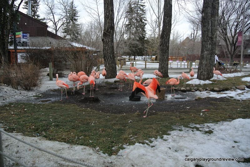 Visiting the Calgary Zoo - calgaryplaygroundreview.com