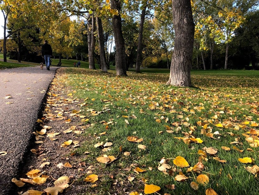 Calgary Parks with Great Fall Leaves - calgaryplaygroundreview.com